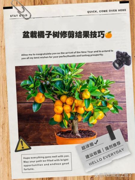 橘子树怎么种_橘子树多久结果-第1张图片-山城妙识 橘子树怎么种_橘子树多久结果-第1张图片-山城妙识