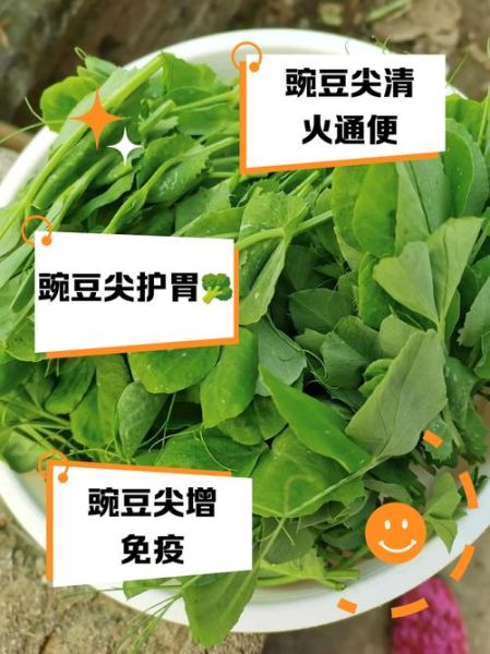 豌豆苗的功效与作用_豌豆苗的禁忌有哪些-第3张图片-山城妙识 豌豆苗的功效与作用_豌豆苗的禁忌有哪些-第3张图片-山城妙识