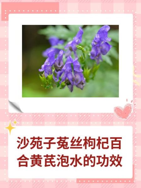 沙苑子怎么泡水喝_沙苑子功效与副作用-第3张图片-山城妙识 沙苑子怎么泡水喝_沙苑子功效与副作用-第3张图片-山城妙识