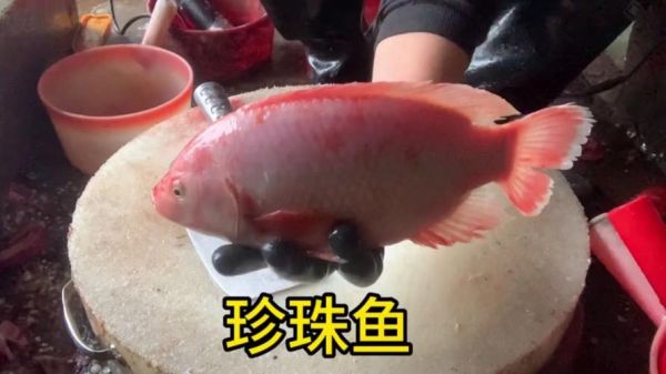 珍珠鱼怎么养_珍珠鱼饲养注意事项-第1张图片-山城妙识