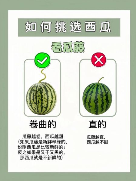 西瓜怎么挑选_西瓜怎么挑选才甜-第3张图片-山城妙识 西瓜怎么挑选_西瓜怎么挑选才甜-第3张图片-山城妙识