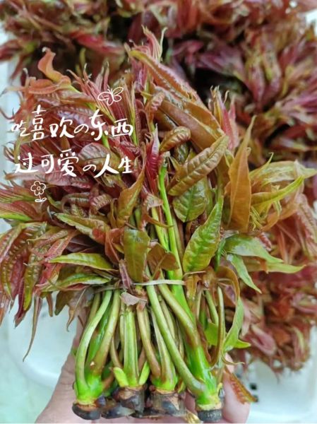 香椿怎么吃安全_香椿中毒怎么预防-第3张图片-山城妙识 香椿怎么吃安全_香椿中毒怎么预防-第3张图片-山城妙识