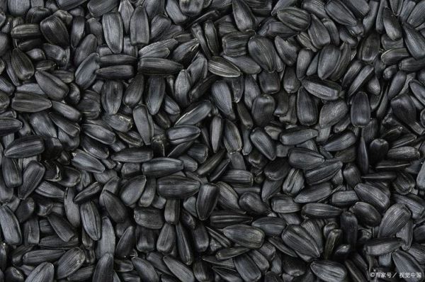 黑瓜子是什么瓜的子_黑瓜子产地在哪里-第1张图片-山城妙识