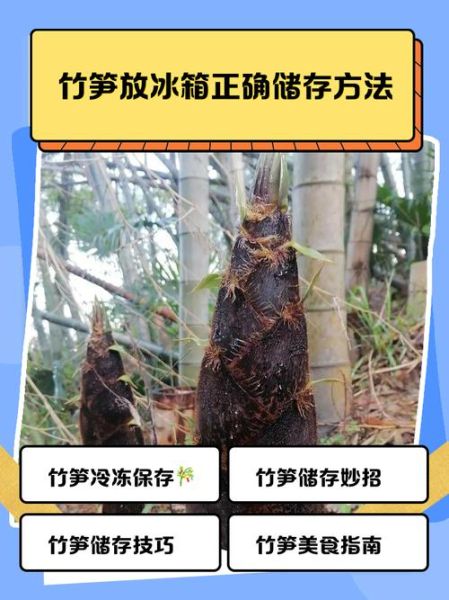 竹笋怎么保存_竹笋可以放冰箱多久-第1张图片-山城妙识