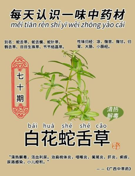 白花蛇舌草的功效与作用_白花蛇舌草能长期喝吗-第3张图片-山城妙识 白花蛇舌草的功效与作用_白花蛇舌草能长期喝吗-第3张图片-山城妙识