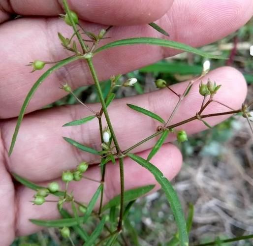 白花蛇舌草的功效与作用_白花蛇舌草能长期喝吗-第1张图片-山城妙识 白花蛇舌草的功效与作用_白花蛇舌草能长期喝吗-第1张图片-山城妙识