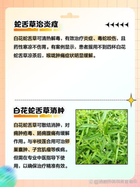 白花蛇舌草的功效与作用_白花蛇舌草能长期喝吗-第2张图片-山城妙识 白花蛇舌草的功效与作用_白花蛇舌草能长期喝吗-第2张图片-山城妙识