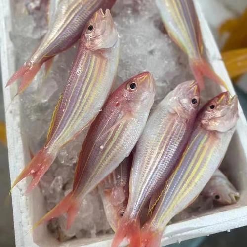 红杉鱼多少钱一斤_红杉鱼价格行情-第1张图片-山城妙识 红杉鱼多少钱一斤_红杉鱼价格行情-第1张图片-山城妙识