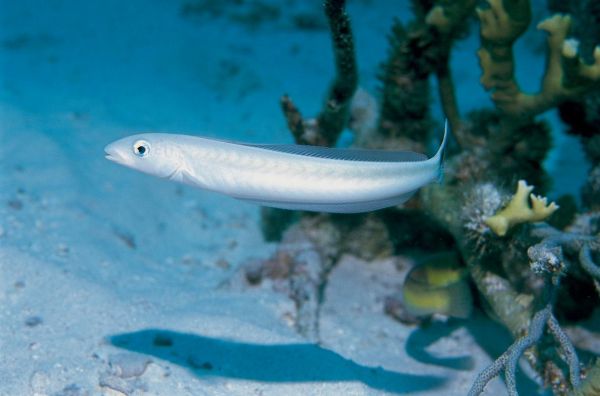 沙丁鱼长什么样_沙丁鱼图片特征-第2张图片-山城妙识 沙丁鱼长什么样_沙丁鱼图片特征-第2张图片-山城妙识