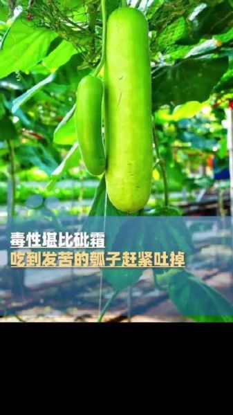 瓠子瓜有毒吗_瓠子瓜中毒症状-第2张图片-山城妙识 瓠子瓜有毒吗_瓠子瓜中毒症状-第2张图片-山城妙识