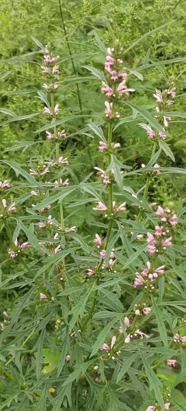 吃10袋益母草流产了怎么办_益母草流产风险大吗-第1张图片-山城妙识 吃10袋益母草流产了怎么办_益母草流产风险大吗-第1张图片-山城妙识