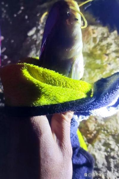 鸡肝钓鱼生的好还是熟好_野钓高手实测对比-第2张图片-山城妙识 鸡肝钓鱼生的好还是熟好_野钓高手实测对比-第2张图片-山城妙识