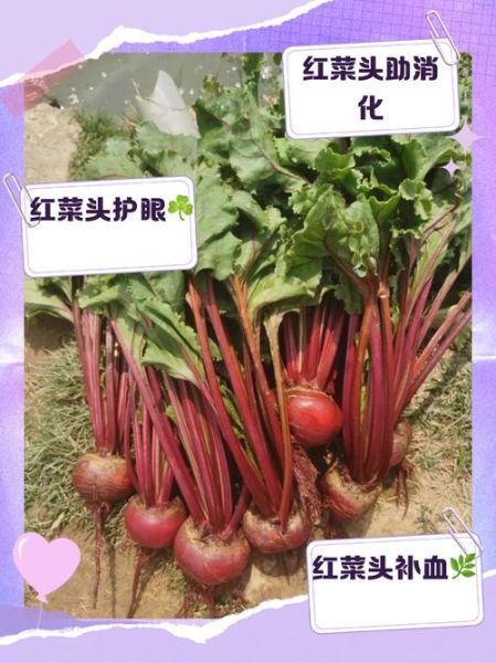 红菜头能降血压吗_红菜头怎么吃最营养-第1张图片-山城妙识 红菜头能降血压吗_红菜头怎么吃最营养-第1张图片-山城妙识