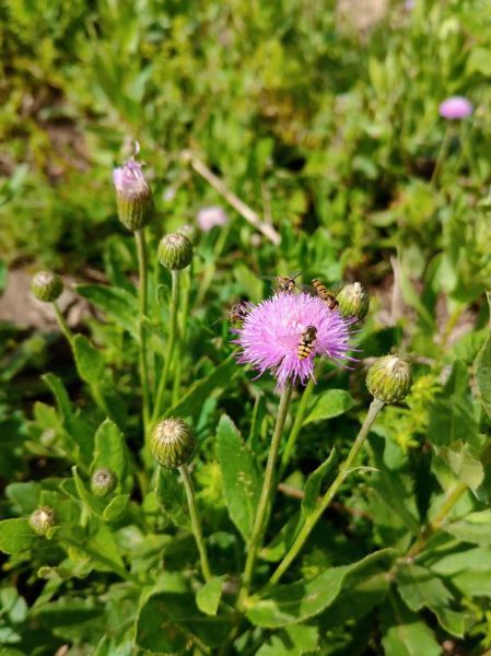 蓟怎么读音_蓟字含义与蓟县区别-第3张图片-山城妙识