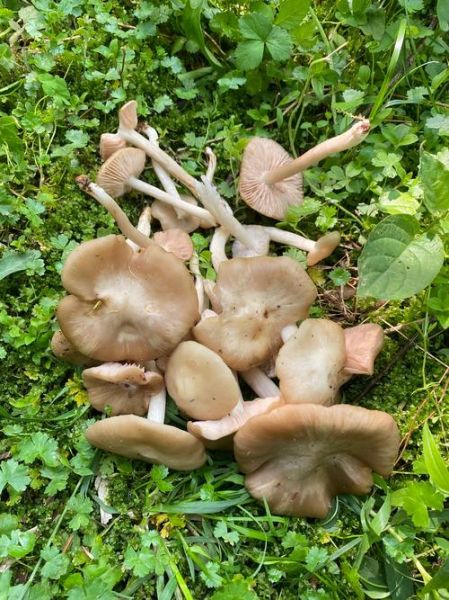 野生蘑菇种类大全_哪些野生蘑菇可以吃-第2张图片-山城妙识 野生蘑菇种类大全_哪些野生蘑菇可以吃-第2张图片-山城妙识