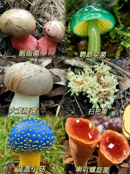 野生蘑菇种类大全_哪些野生蘑菇可以吃-第3张图片-山城妙识 野生蘑菇种类大全_哪些野生蘑菇可以吃-第3张图片-山城妙识