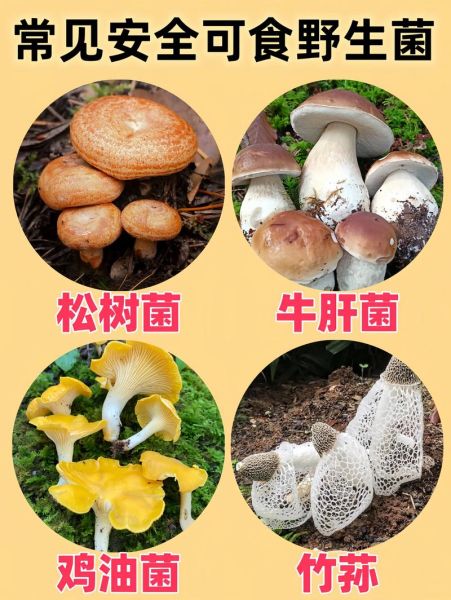 野生蘑菇种类大全_哪些野生蘑菇可以吃-第1张图片-山城妙识 野生蘑菇种类大全_哪些野生蘑菇可以吃-第1张图片-山城妙识