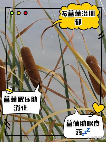 石菖蒲的功效与作用及禁忌_哪些人不能吃-第3张图片-山城妙识 石菖蒲的功效与作用及禁忌_哪些人不能吃-第3张图片-山城妙识