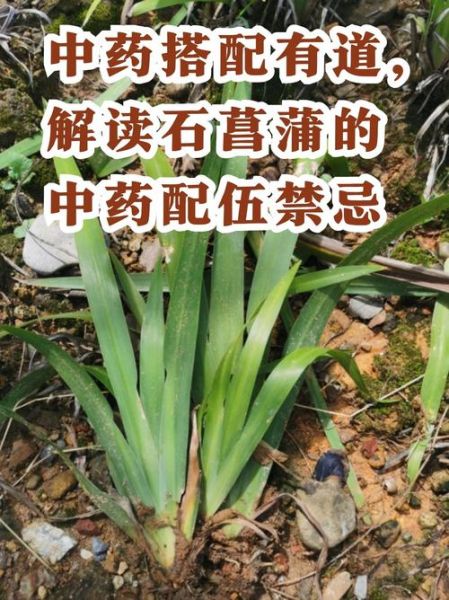 石菖蒲的功效与作用及禁忌_哪些人不能吃-第2张图片-山城妙识 石菖蒲的功效与作用及禁忌_哪些人不能吃-第2张图片-山城妙识
