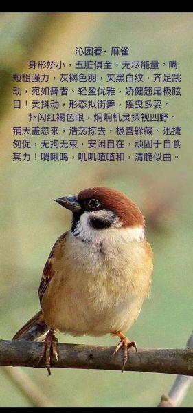 麻雀是保护动物吗_麻雀几级保护动物-第2张图片-山城妙识 麻雀是保护动物吗_麻雀几级保护动物-第2张图片-山城妙识