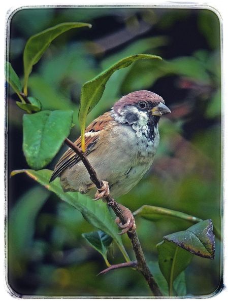 麻雀是保护动物吗_麻雀几级保护动物-第3张图片-山城妙识 麻雀是保护动物吗_麻雀几级保护动物-第3张图片-山城妙识