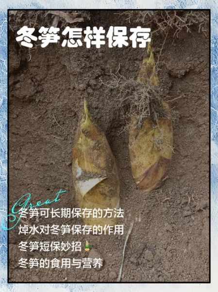 冬笋怎么处理_冬笋焯水多久才脆嫩-第1张图片-山城妙识 冬笋怎么处理_冬笋焯水多久才脆嫩-第1张图片-山城妙识