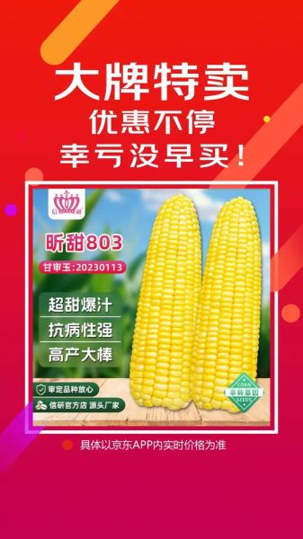 水果玉米种子批发价格_哪里买靠谱-第1张图片-山城妙识 水果玉米种子批发价格_哪里买靠谱-第1张图片-山城妙识