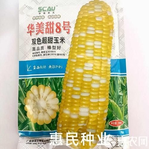 水果玉米种子批发价格_哪里买靠谱-第2张图片-山城妙识 水果玉米种子批发价格_哪里买靠谱-第2张图片-山城妙识