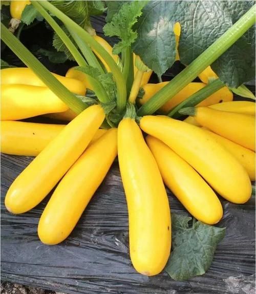 葫芦瓜的功效与作用禁忌_哪些人不能吃-第3张图片-山城妙识