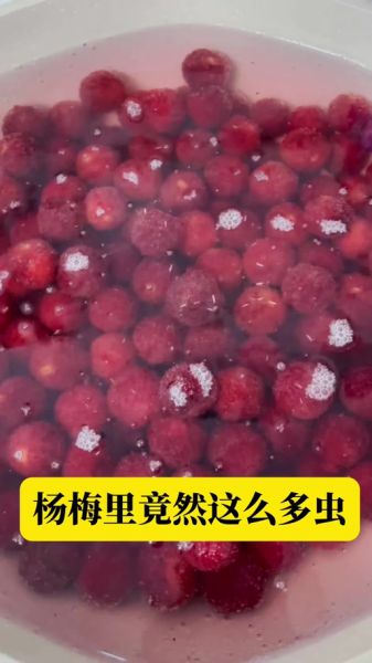 杨梅里的虫子可以吃吗_杨梅虫对人体有害吗-第1张图片-山城妙识 杨梅里的虫子可以吃吗_杨梅虫对人体有害吗-第1张图片-山城妙识
