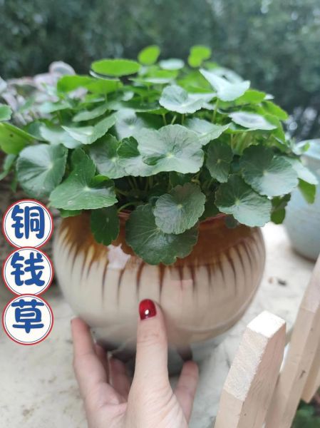 铜钱草怎么养_铜钱草可以水培吗-第2张图片-山城妙识 铜钱草怎么养_铜钱草可以水培吗-第2张图片-山城妙识
