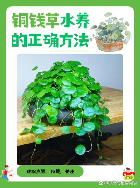 铜钱草怎么养_铜钱草可以水培吗-第1张图片-山城妙识 铜钱草怎么养_铜钱草可以水培吗-第1张图片-山城妙识