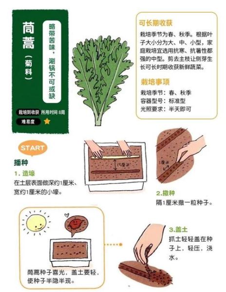 茼蒿菜怎么种植_茼蒿菜种植时间和方法-第2张图片-山城妙识