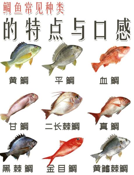 鲷鱼和巴沙鱼哪个好_口感营养价格全面对比-第2张图片-山城妙识
