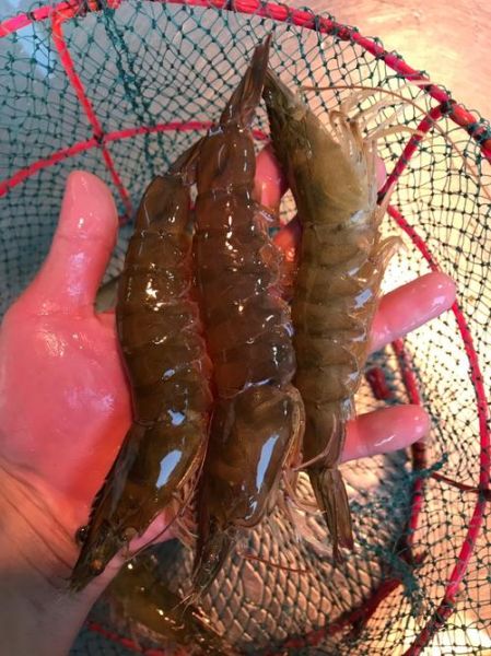 对虾多少钱一斤_今日最新批发价-第2张图片-山城妙识 对虾多少钱一斤_今日最新批发价-第2张图片-山城妙识