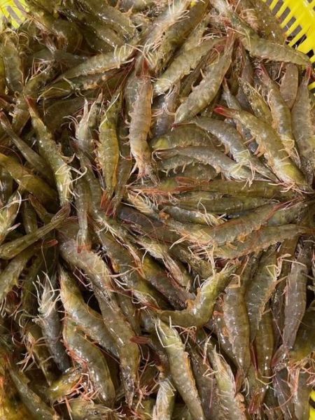 对虾多少钱一斤_今日最新批发价-第3张图片-山城妙识 对虾多少钱一斤_今日最新批发价-第3张图片-山城妙识