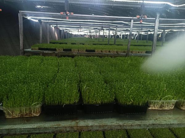 芽苗菜为什么不好卖_芽苗菜卖不出去的原因-第3张图片-山城妙识