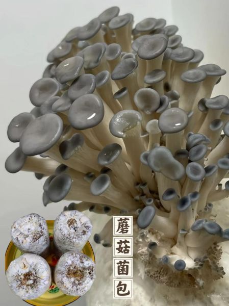 蘑菇种植包怎么用_蘑菇种植包多久出菇-第2张图片-山城妙识