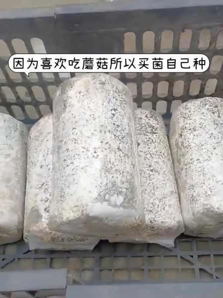 蘑菇种植包怎么用_蘑菇种植包多久出菇-第3张图片-山城妙识