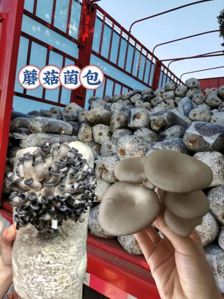 蘑菇种植包怎么用_蘑菇种植包多久出菇-第1张图片-山城妙识