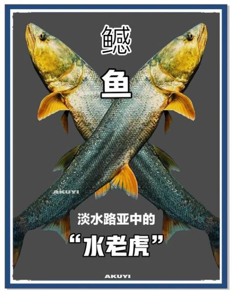 鳡鱼刺多吗_鳡鱼适合孩子吃吗-第1张图片-山城妙识