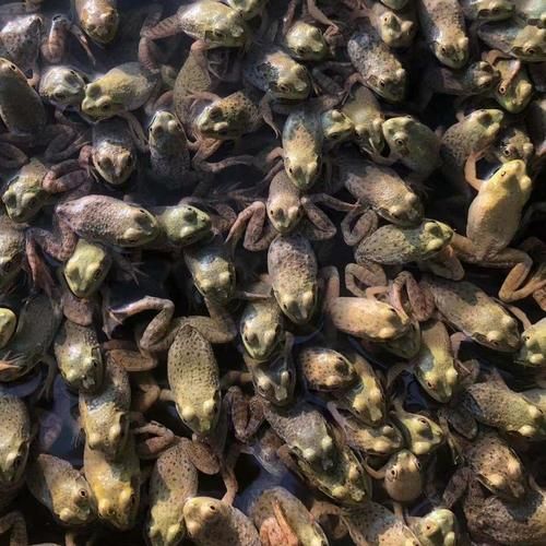 牛蛙苗多少钱一斤_牛蛙苗价格影响因素-第3张图片-山城妙识 牛蛙苗多少钱一斤_牛蛙苗价格影响因素-第3张图片-山城妙识