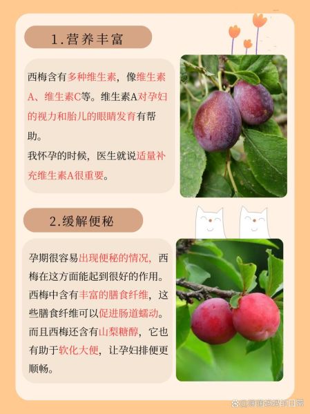 西梅吃多了会拉肚子吗_西梅一天吃多少合适-第1张图片-山城妙识 西梅吃多了会拉肚子吗_西梅一天吃多少合适-第1张图片-山城妙识