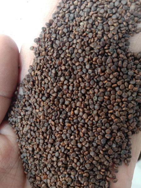 沙苑子长什么样_沙苑子真假辨别方法-第3张图片-山城妙识 沙苑子长什么样_沙苑子真假辨别方法-第3张图片-山城妙识