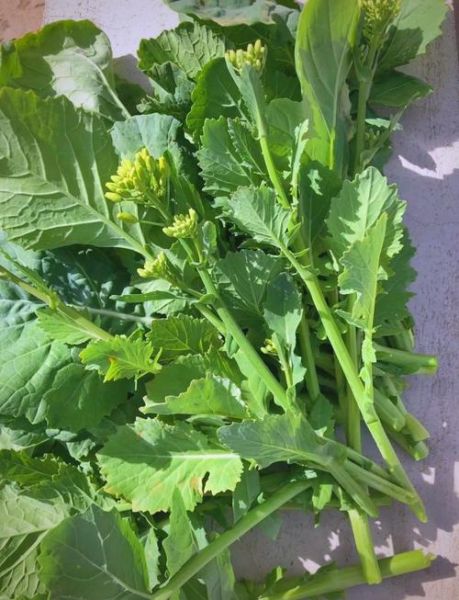 菜苔是什么菜_菜苔和油菜苔的区别-第2张图片-山城妙识 菜苔是什么菜_菜苔和油菜苔的区别-第2张图片-山城妙识