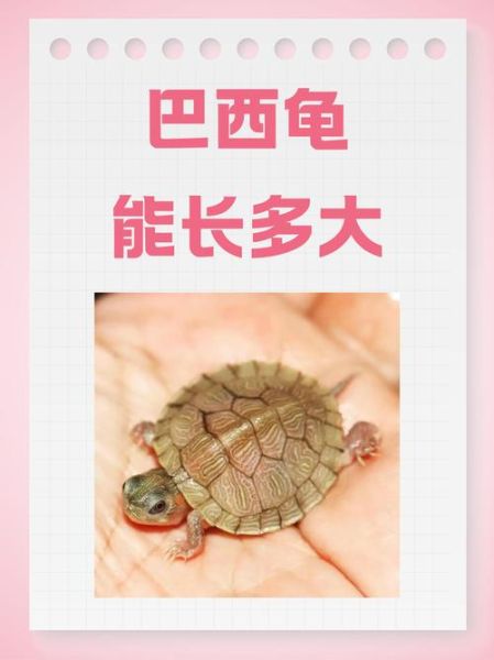乌龟吃什么长得快_小乌龟多久能长大-第1张图片-山城妙识 乌龟吃什么长得快_小乌龟多久能长大-第1张图片-山城妙识