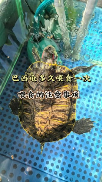 乌龟吃什么长得快_小乌龟多久能长大-第2张图片-山城妙识 乌龟吃什么长得快_小乌龟多久能长大-第2张图片-山城妙识