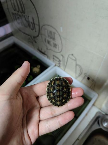 乌龟吃什么长得快_小乌龟多久能长大-第3张图片-山城妙识 乌龟吃什么长得快_小乌龟多久能长大-第3张图片-山城妙识