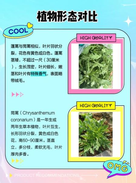 茼蒿和蓬蒿的区别_如何一眼分辨-第1张图片-山城妙识 茼蒿和蓬蒿的区别_如何一眼分辨-第1张图片-山城妙识