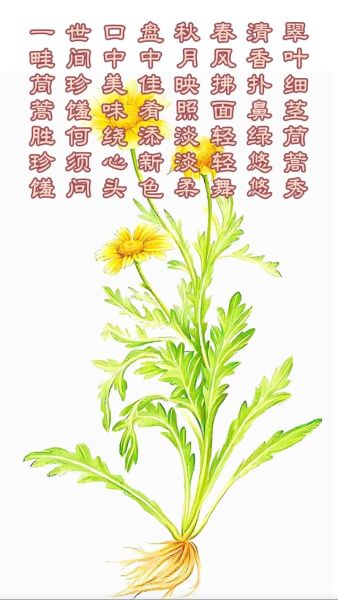 茼蒿和蓬蒿的区别_如何一眼分辨-第3张图片-山城妙识 茼蒿和蓬蒿的区别_如何一眼分辨-第3张图片-山城妙识